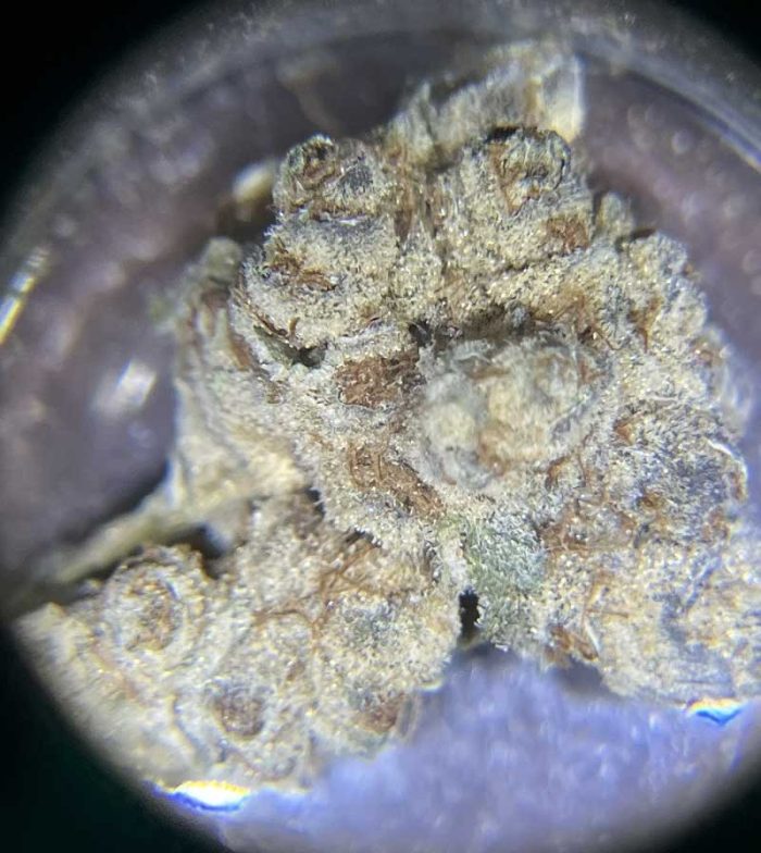 Oreoz | cannabis dispensary Online & Fast - Thai Weed